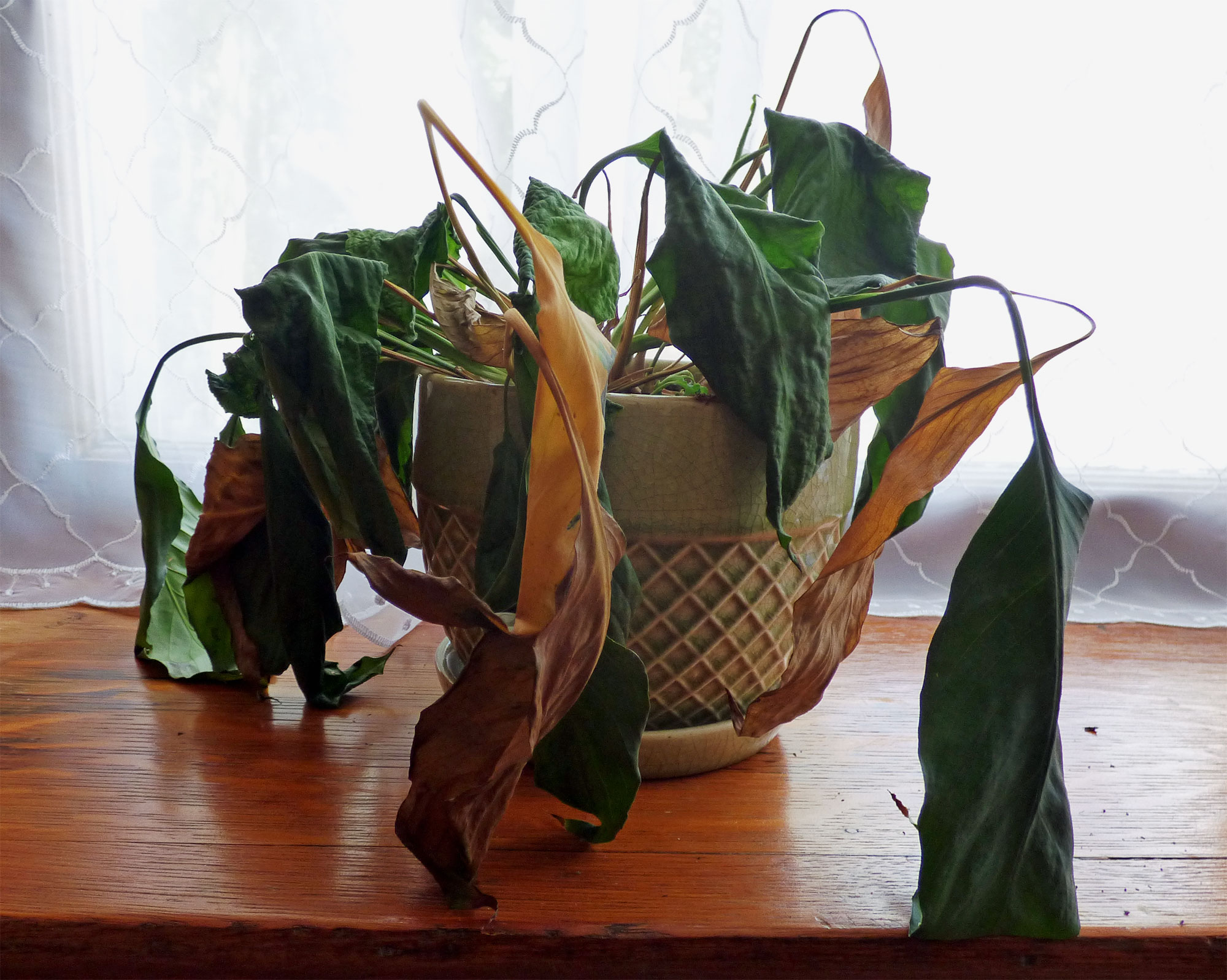 Plant Death | Ernie's Musings